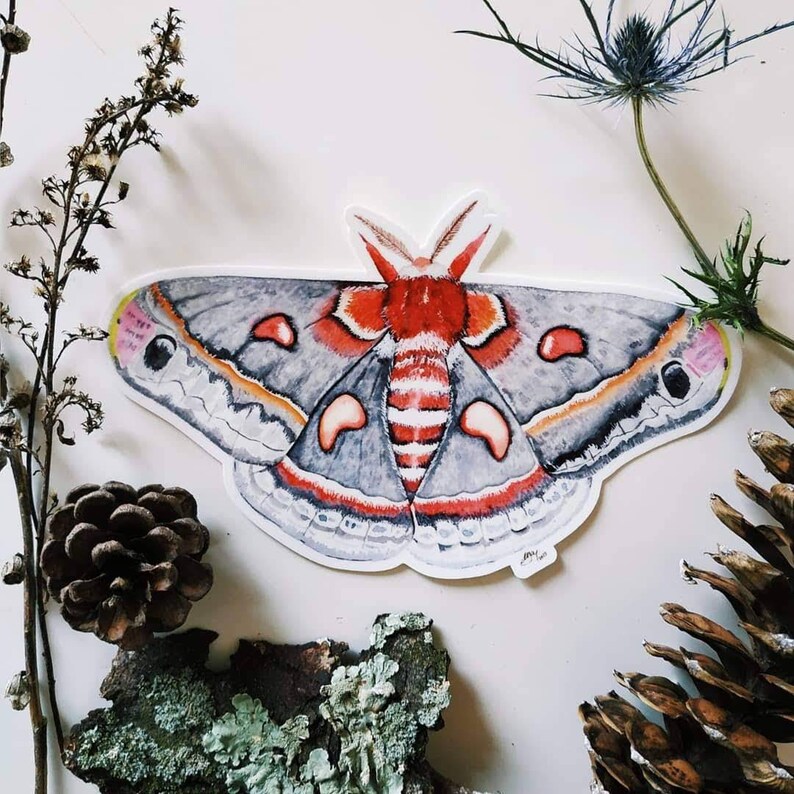 Cecropia Moth Sticker Moth Decal Car Sticker Waterproof and - Etsy