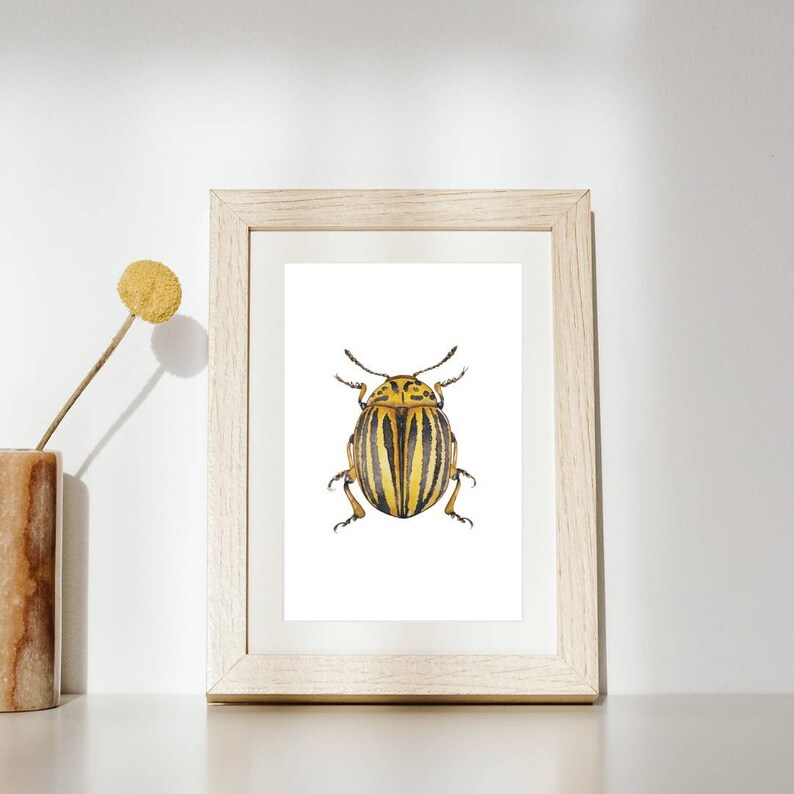 Insect Wall Art Print of Beetle Watercolor Painting, Gift for Teacher ...