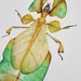 Leaf Insect Watercolor Illustration Insect Taxidermy Pinned - Etsy