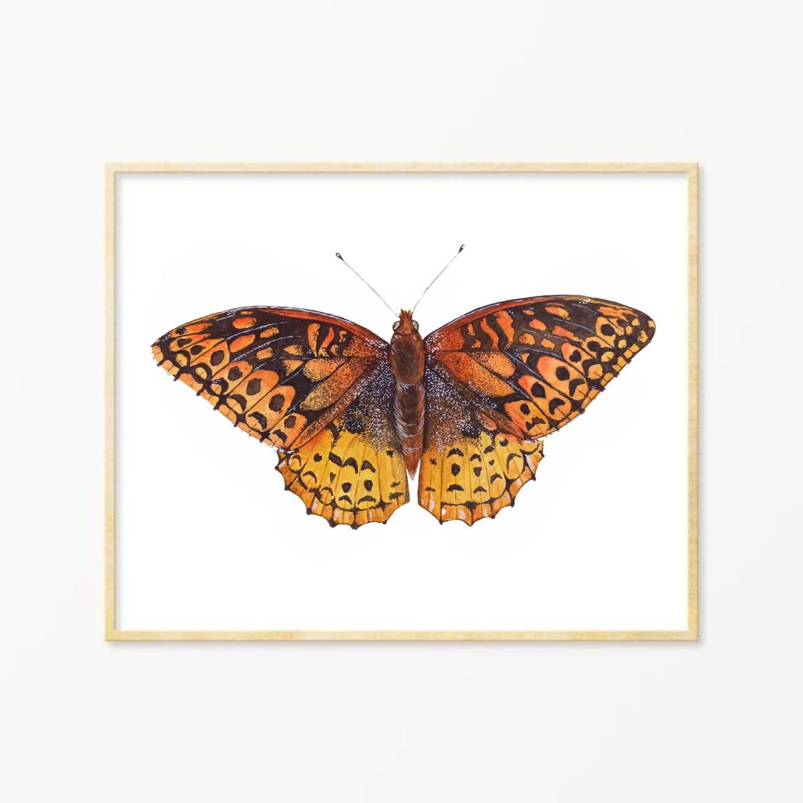Great Spangled Fritillary Butterfly Illustration - Etsy