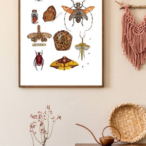 Insects Wall Art Print, Skull, Moth, Insect, Beetle, Turtle Shell ...