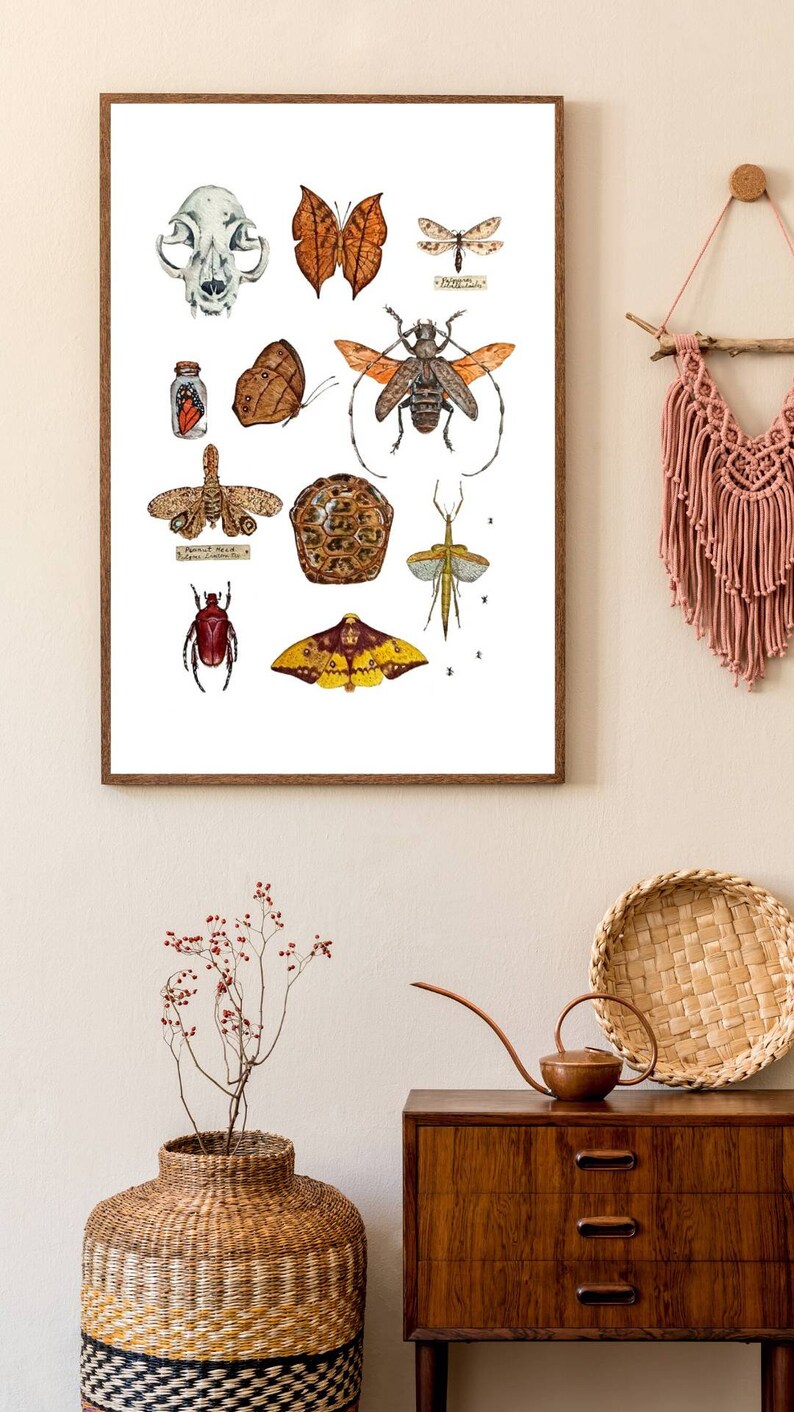 Insects Wall Art Print, Skull, Moth, Insect, Beetle, Turtle Shell ...