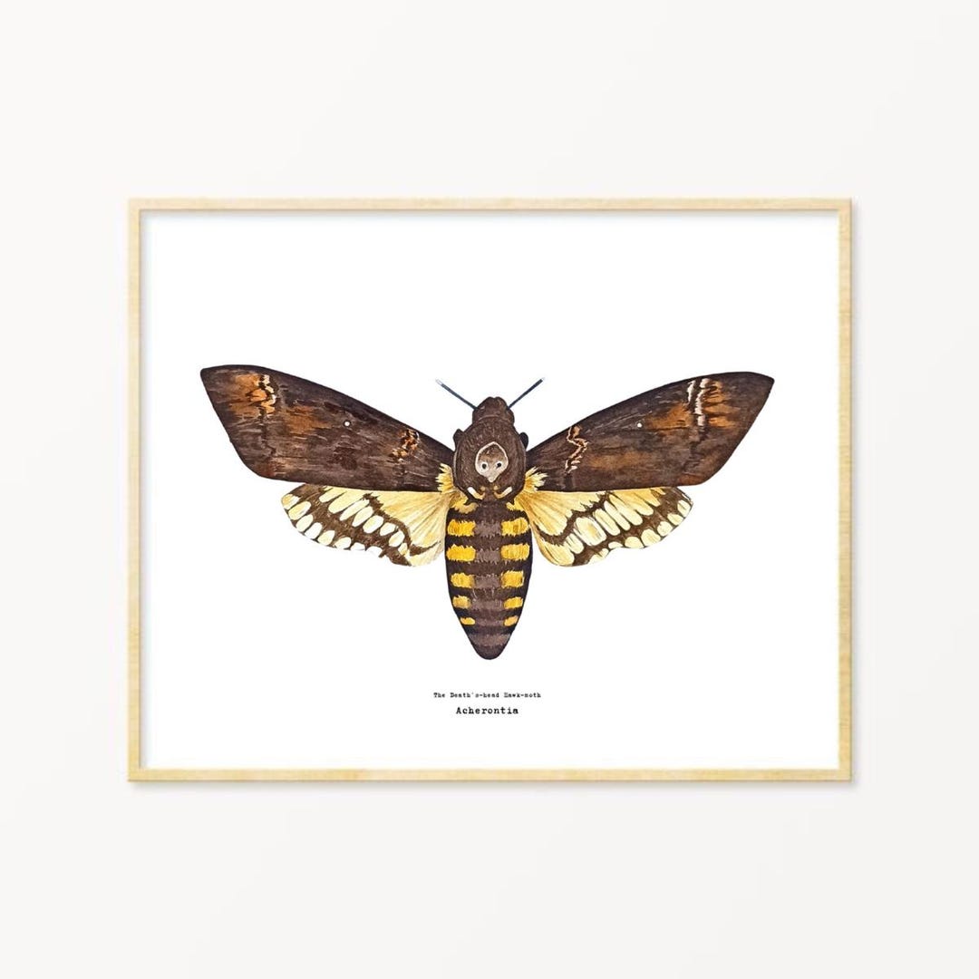 Death Head Hawk Moth, Acherontia Wall Art Print, Pinned Moth Art ...