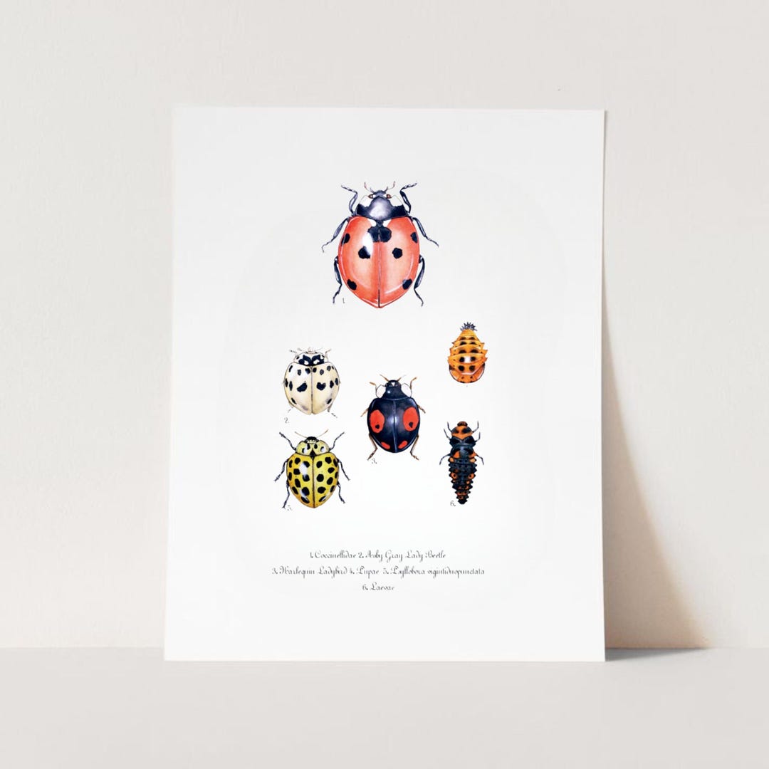 Homeschooling Ladybug Art Print, Kids Colorful Room Decor, Ladybird ...