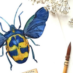 Beetle Watercolor Illustration, Harlequin Bug, Insect Wall Art ...