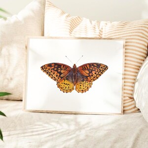 Great Spangled Fritillary Butterfly Illustration - Etsy