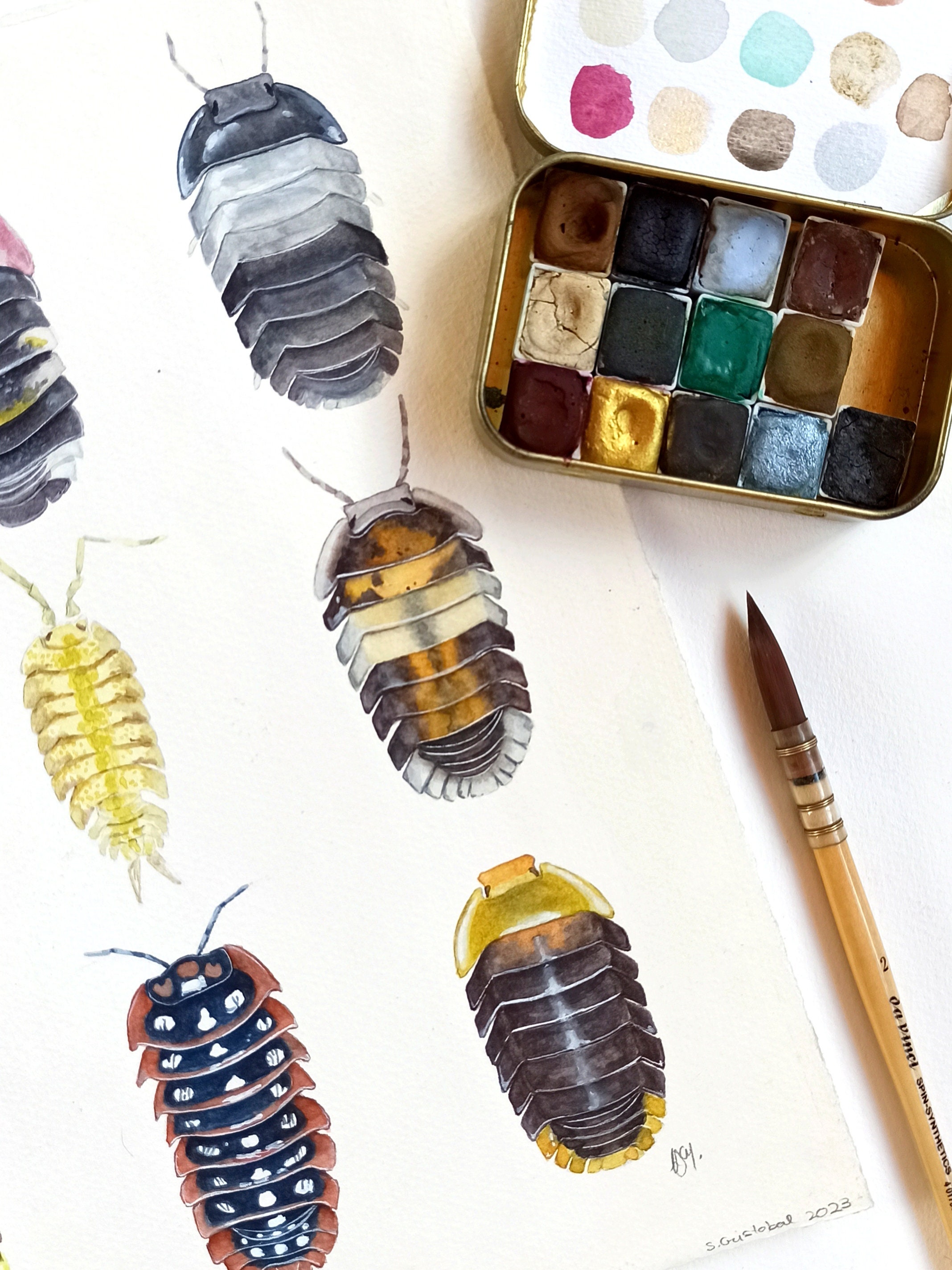 Rolly Polly Study Watercolor Illustration, Isopods Wall Art - Etsy