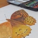 Great Spangled Fritillary Butterfly Illustration - Etsy