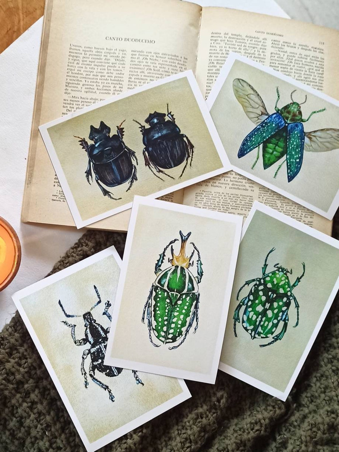 Entomology Postcard Set Pack of 5 Insect Postcards Beetle A6 - Etsy