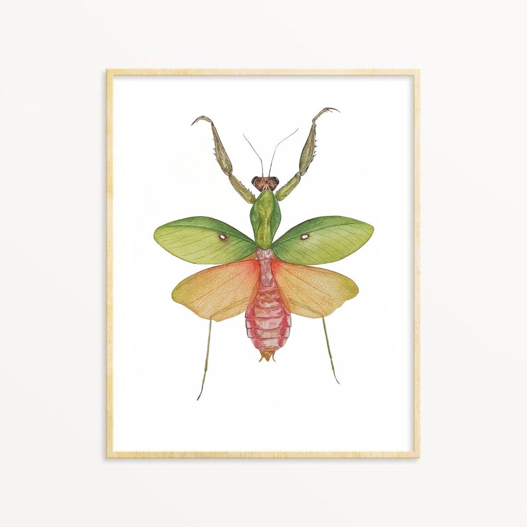 Praying Mantis Watercolor Illustration Print, Mantis Gift, Pinned ...
