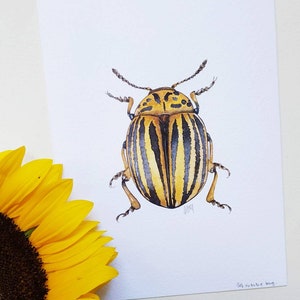 Insect Wall Art Print of Beetle Watercolor Painting, Gift for Teacher ...
