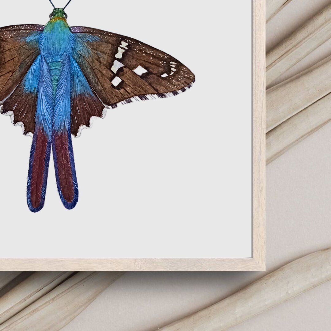 Butterfly Watercolor of Morpho Anaxibia, Madagascar Sunset Moth, Starry ...