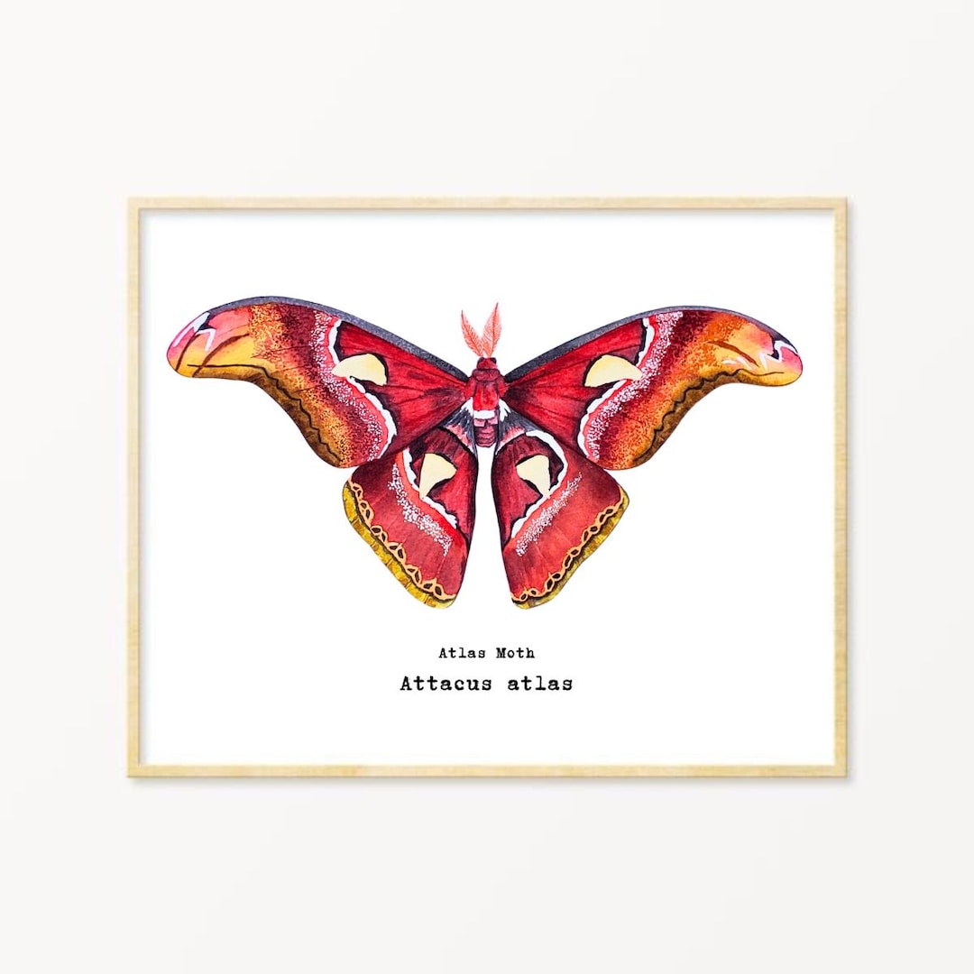 Atlas Moth Wall Art Print, Pinned Moth Art, Scientific Moth ...