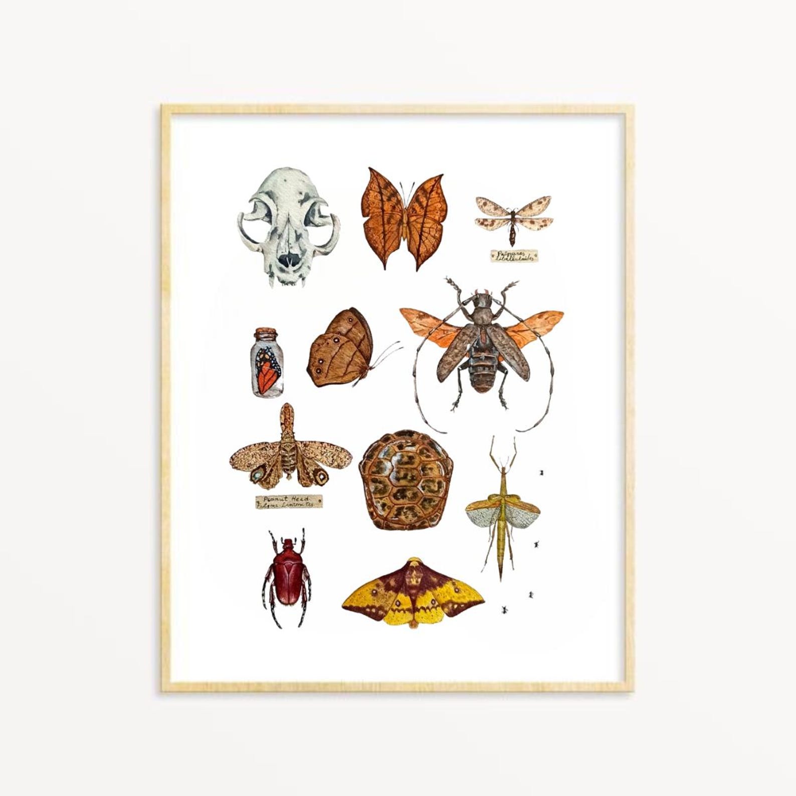Insects Wall Art Print, Skull, Moth, Insect, Beetle, Turtle Shell ...