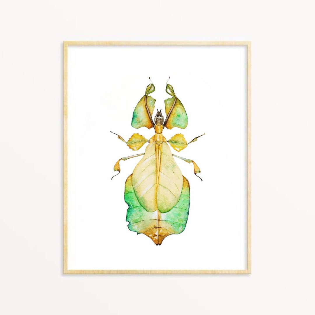Leaf Insect Watercolor Illustration, Insect Taxidermy, Pinned Insect ...