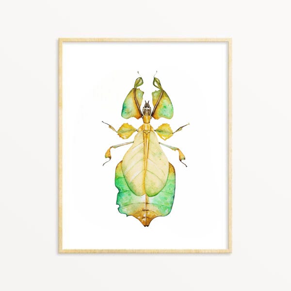 Insect Watercolor - Etsy