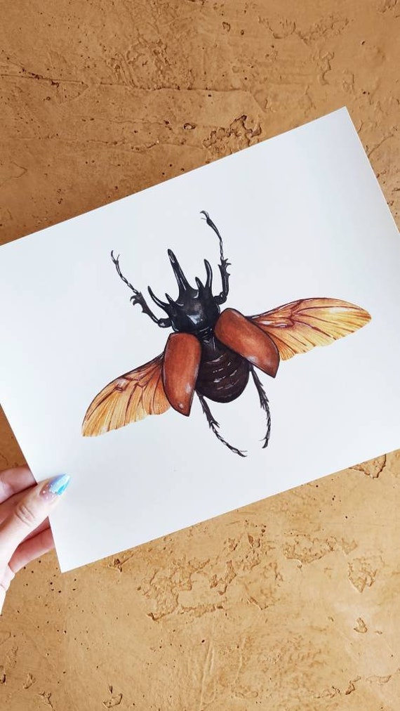Rhino Beetle Watercolor Print Pinned Insect Art Entomology - Etsy