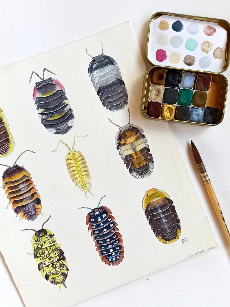 Rolly Polly Study Watercolor Illustration, Isopods Wall Art - Etsy