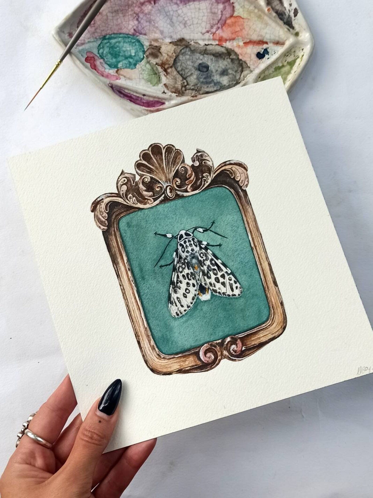 Pinned Moth N.10 Watercolor Illustration, Cabinet of Curiosities ...