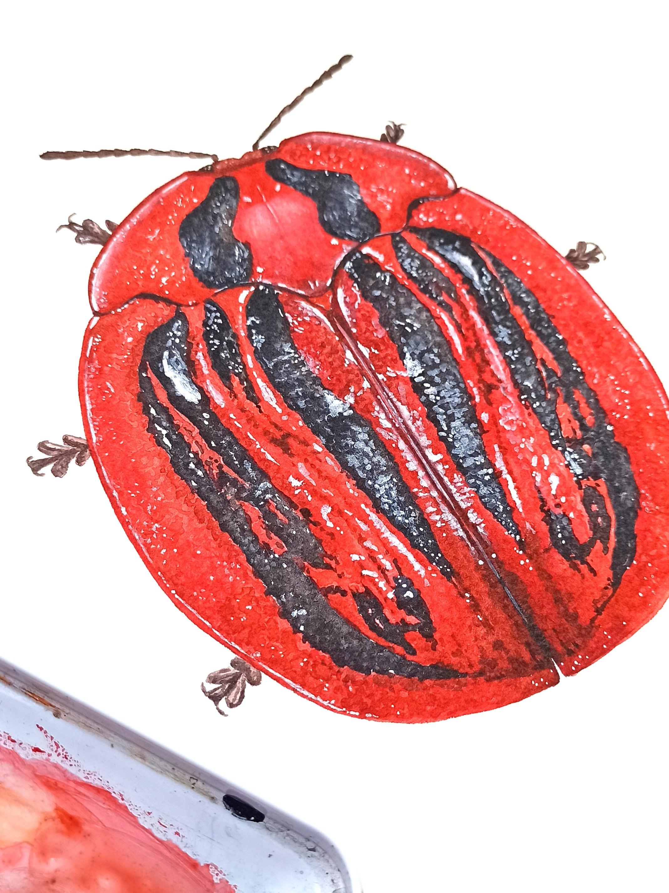 Red Insect Specimen Cassidinae Beetle Wall Art, Watercolor Illustration ...