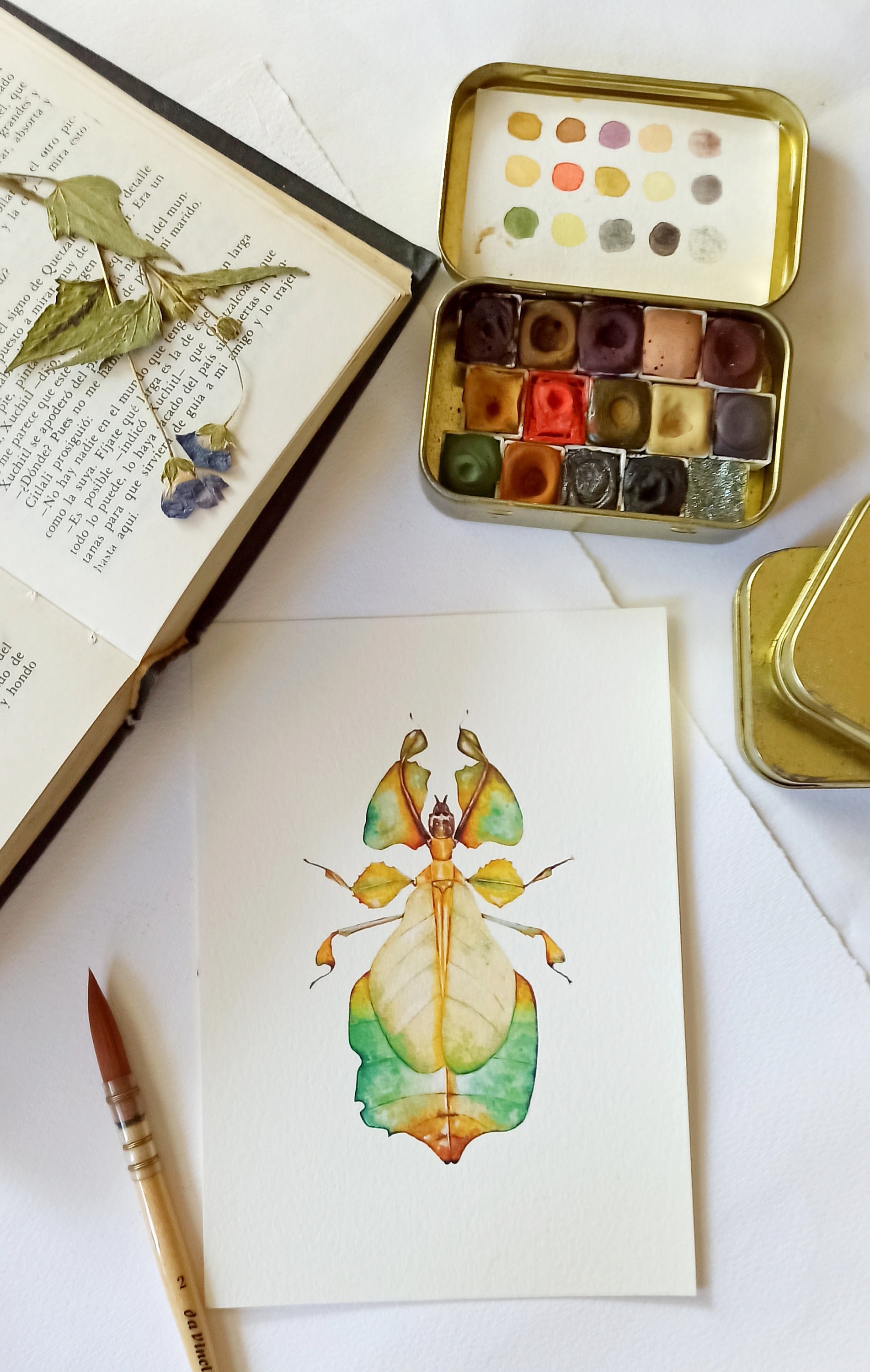 Leaf Insect Watercolor Illustration Insect Taxidermy Pinned - Etsy