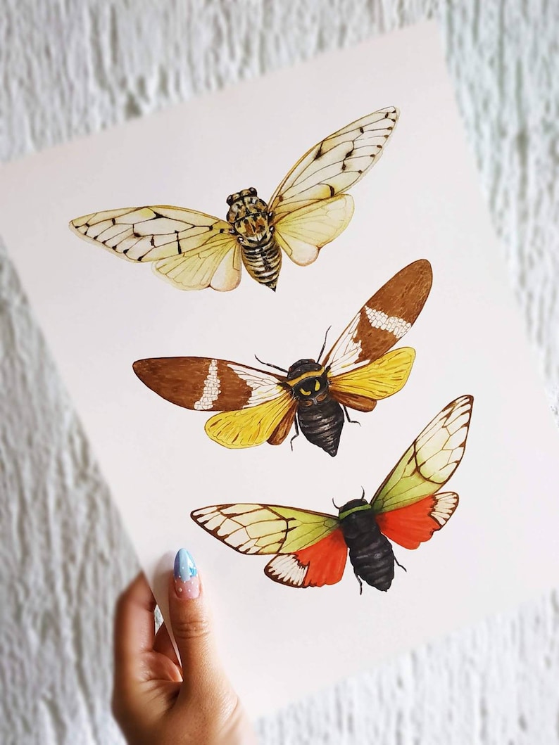 Cicada Art Print, Insect Painting, Realistic Cicadas, Cicada Wall Art ...