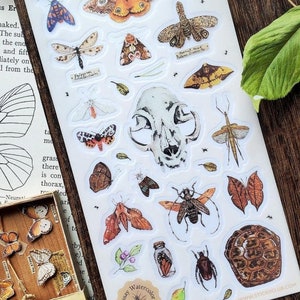 Entomology Sticker Sheet: Watercolor Moths, Insects, Curiosities - Etsy