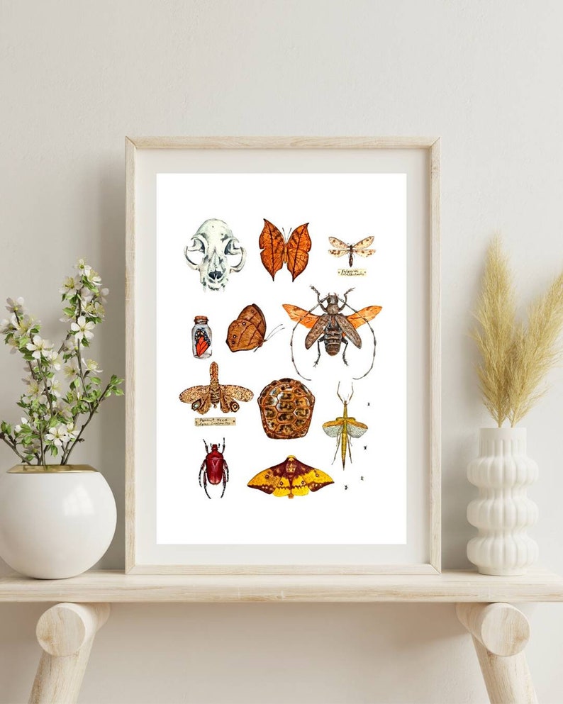 Insects Wall Art Print, Skull, Moth, Insect, Beetle, Turtle Shell ...