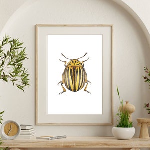 Insect Wall Art Print of Beetle Watercolor Painting, Gift for Teacher ...