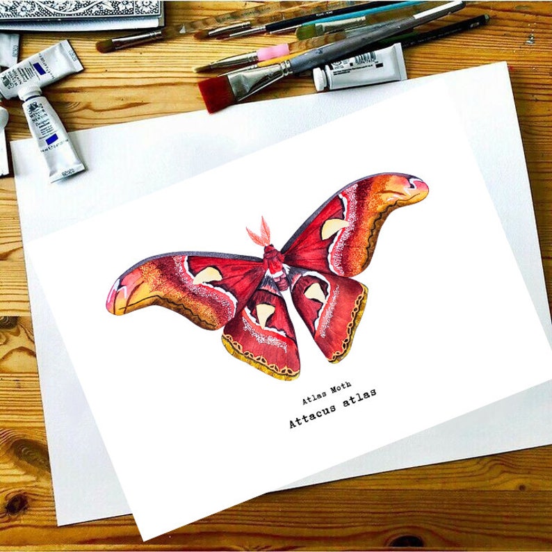 Atlas Moth Watercolor Art Print, Scientific Illustration, Entomology ...