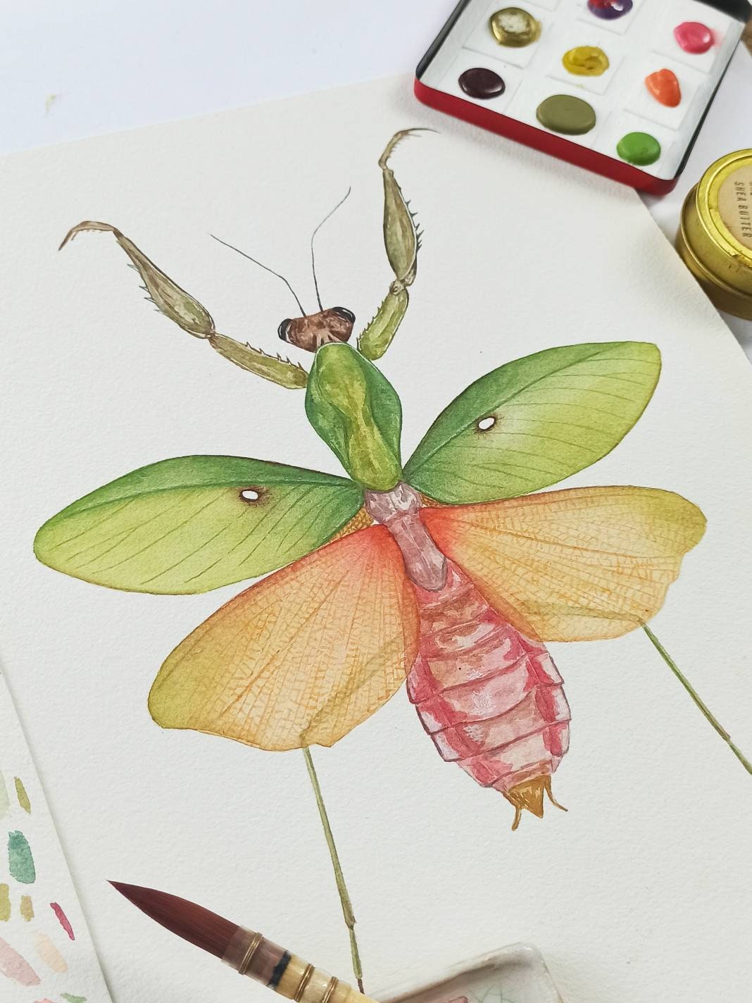 Praying Mantis Watercolor Illustration Print, Mantis Gift, Pinned ...