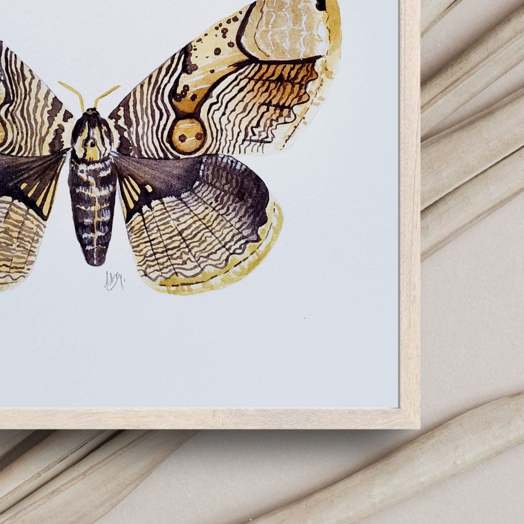 Owl Moth Watercolor Print Brahmaea Moth Entomologist Gift - Etsy