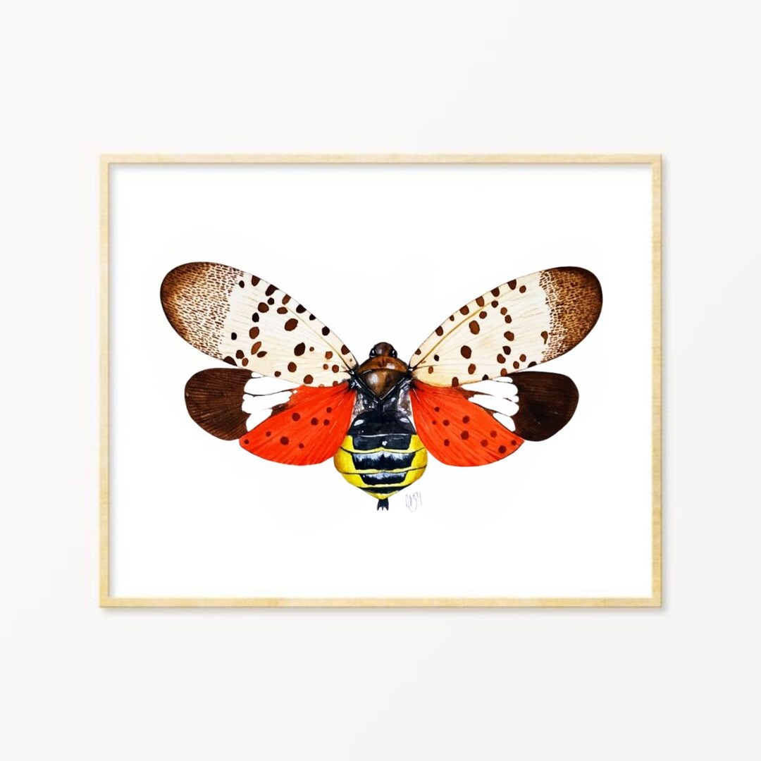 Spotted Lanternfly Print: Entomology Watercolor Insect Illustration - Etsy