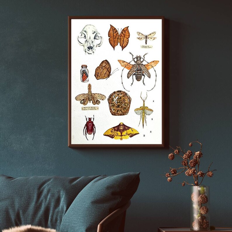Insects Wall Art Print, Skull, Moth, Insect, Beetle, Turtle Shell ...