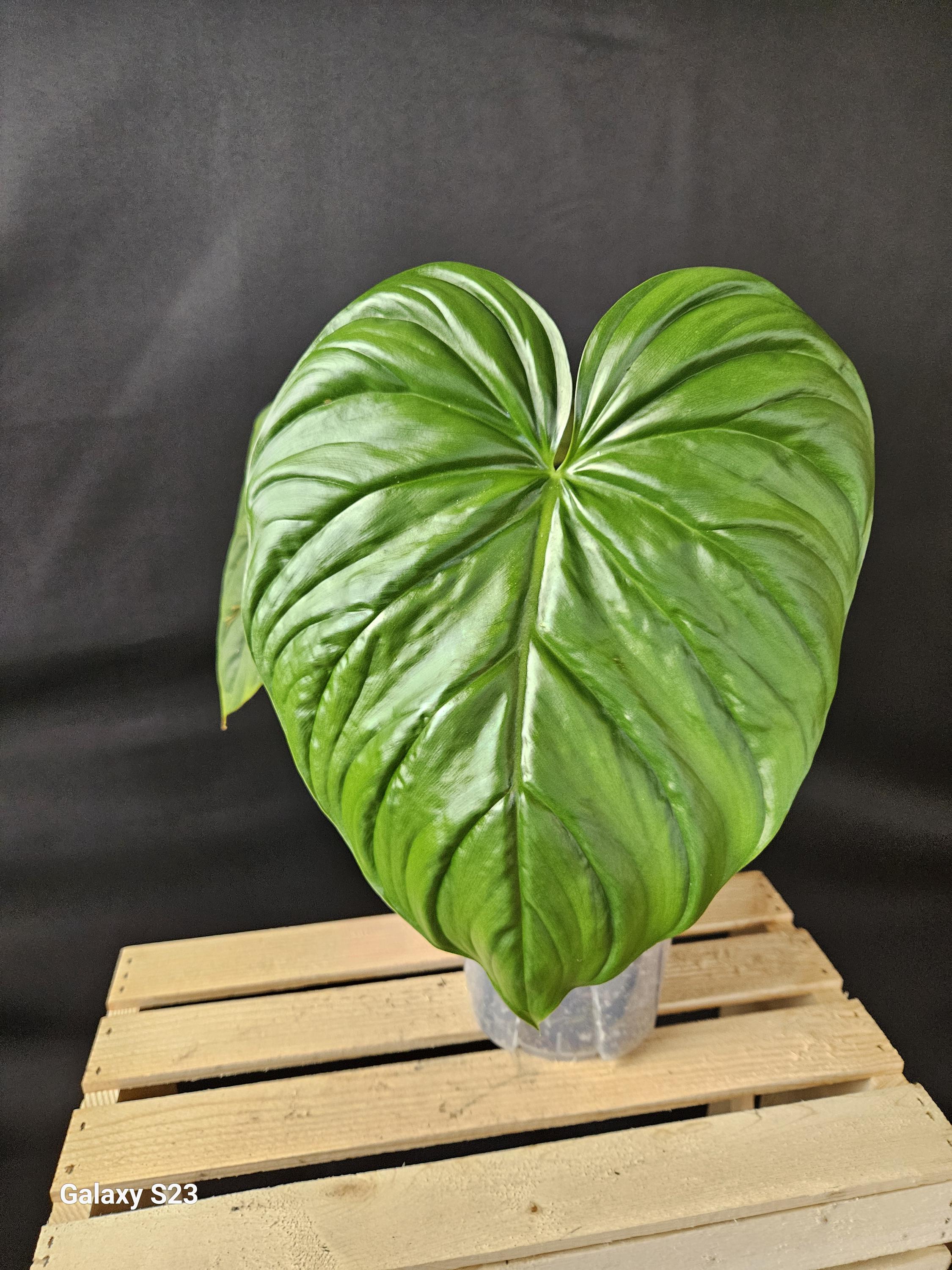 Philodendron Sp. colombia - Etsy