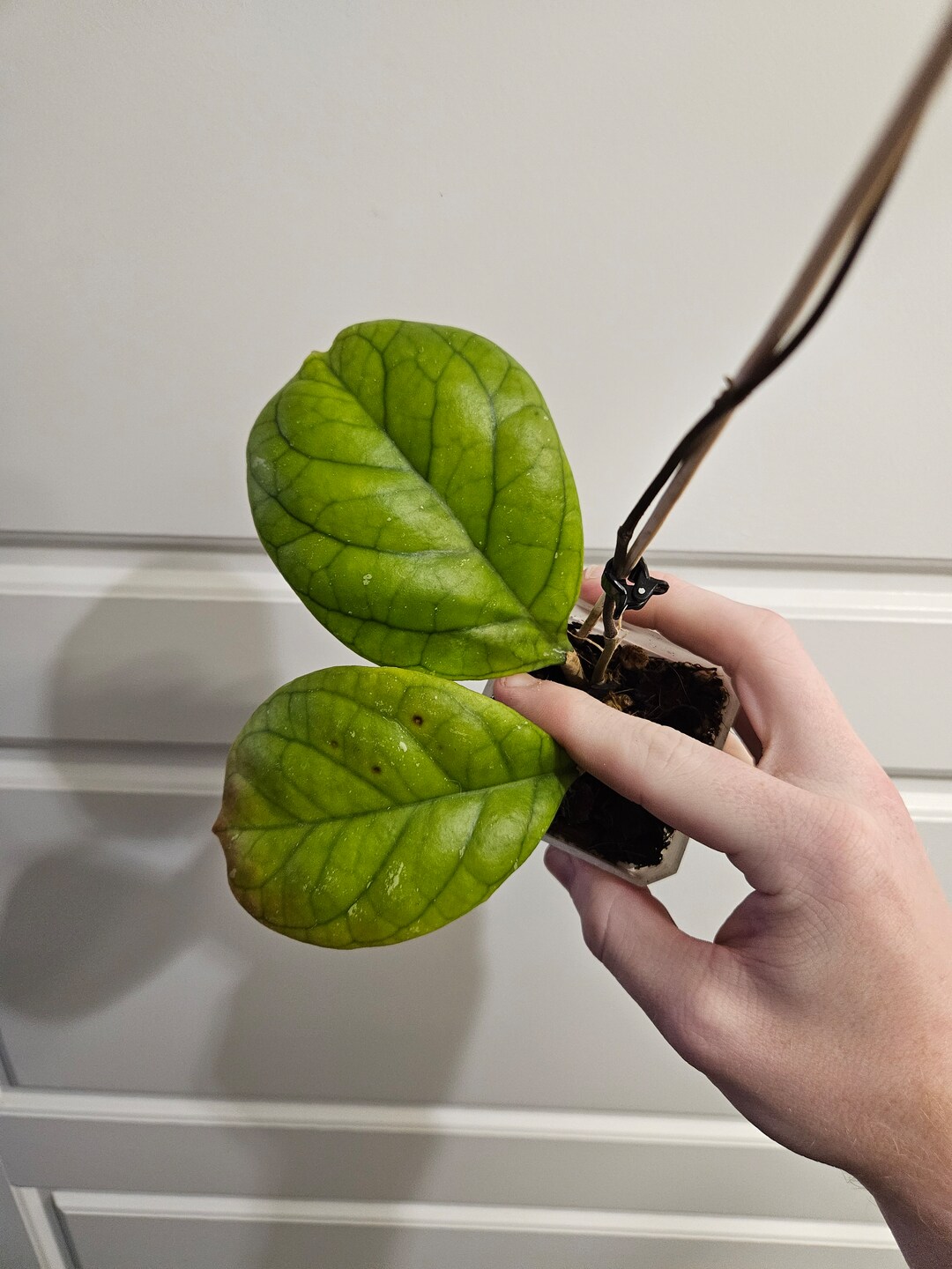 Hoya Cv. 'viola' - Etsy