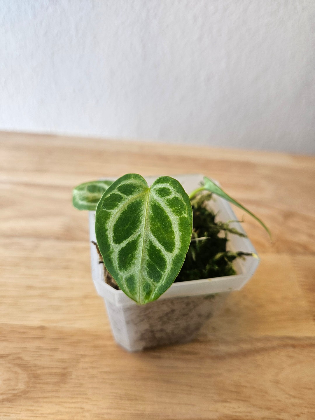 Anthurium Crystal Hope - Etsy