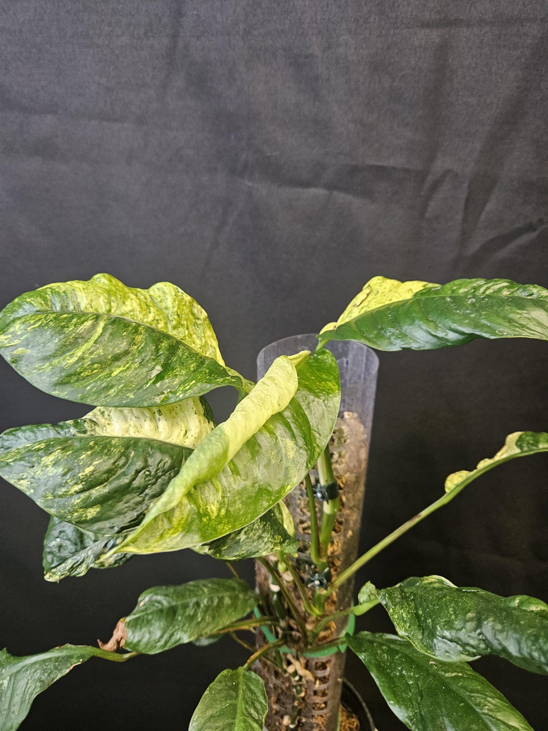 Rhaphidophora Puberula Variegated - Etsy