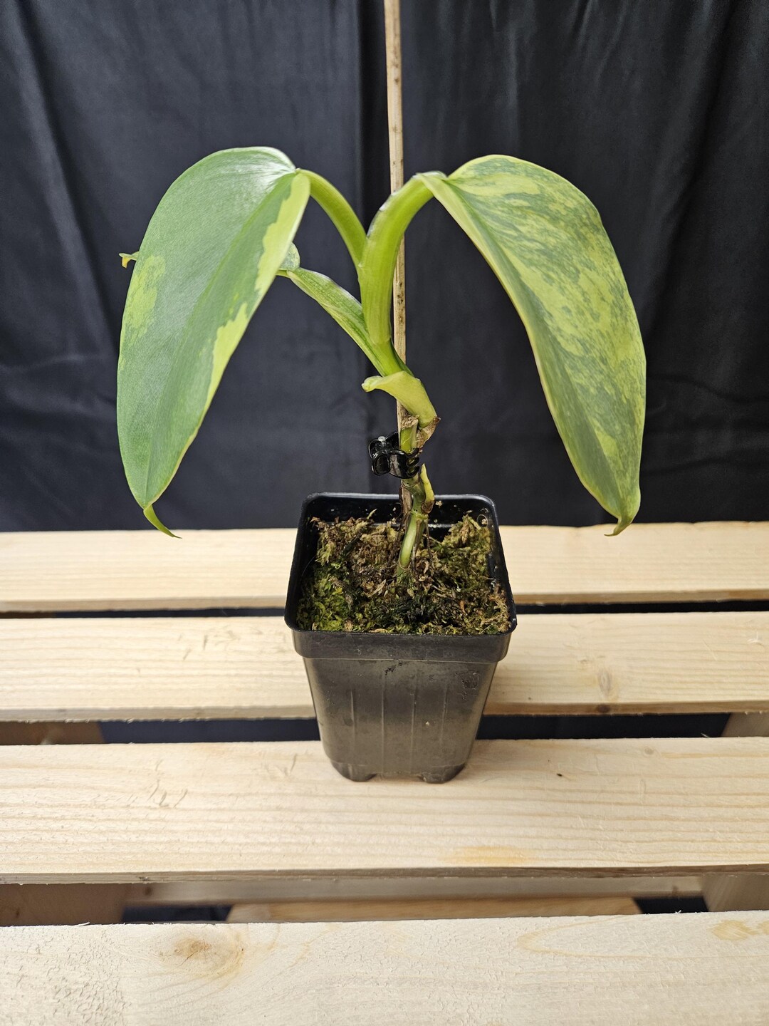 Variegated Philodendron 'silver Sword' - Etsy