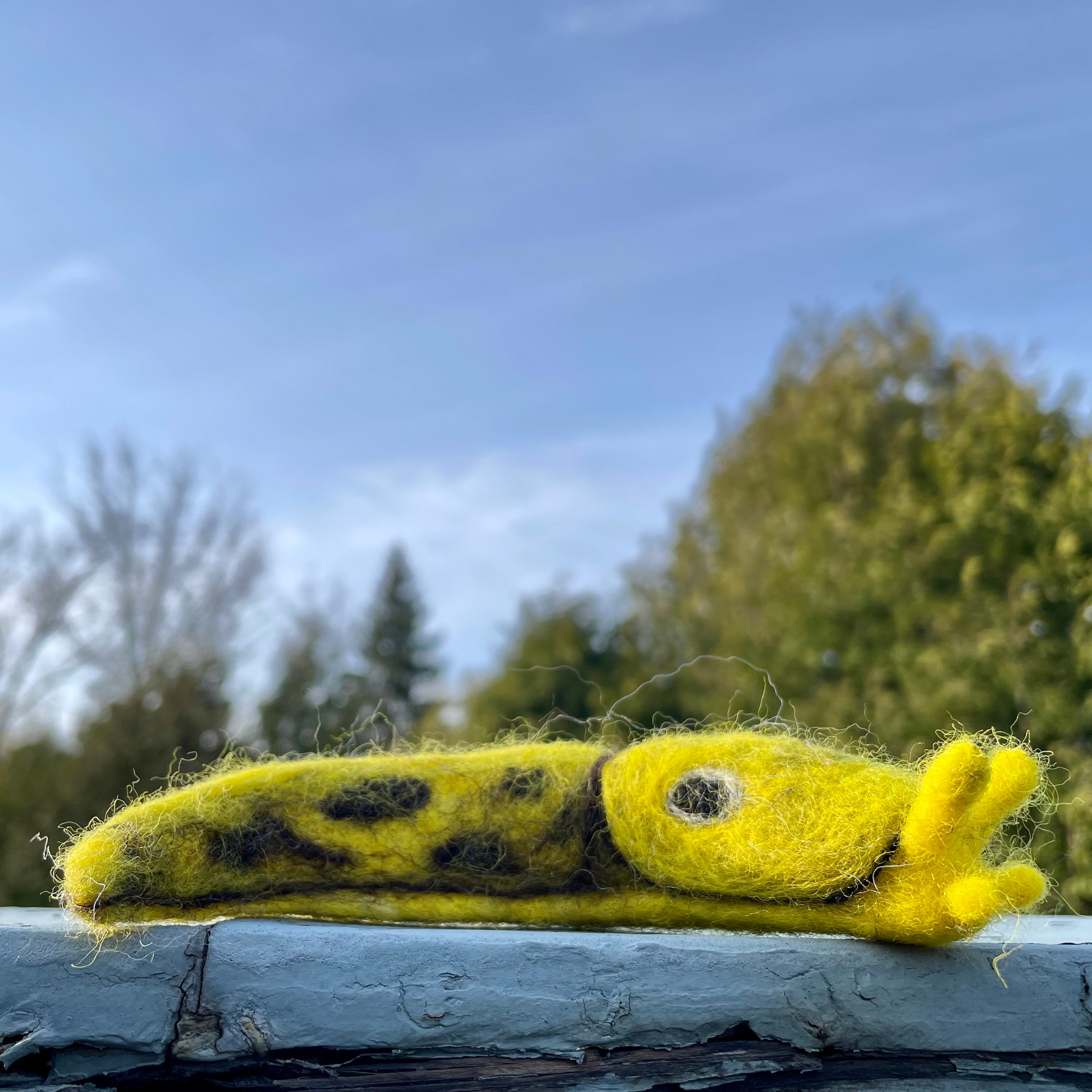 Needle Felted Pacific Banana Slug Made to Order Ariolimax - Etsy