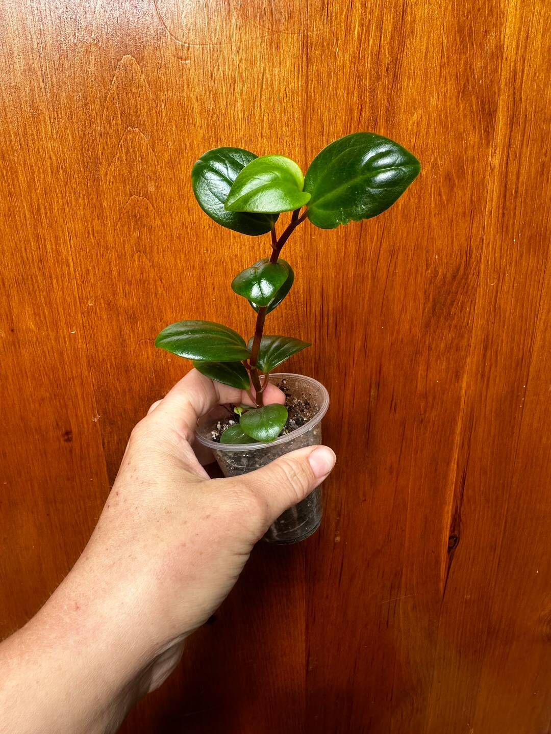 Peperomia Cubensis - Etsy