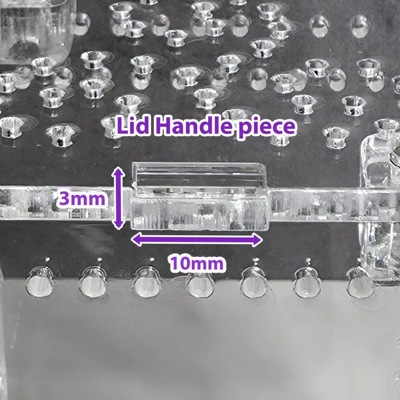 Spiderling Enclosure - for Velvet Spiders and Tarantulas! (web Haven) 2 ...
