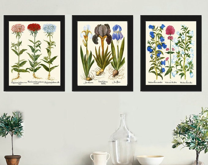 Botanical Wall Art Set of 3 Prints Beautiful Antique Vintage - Etsy