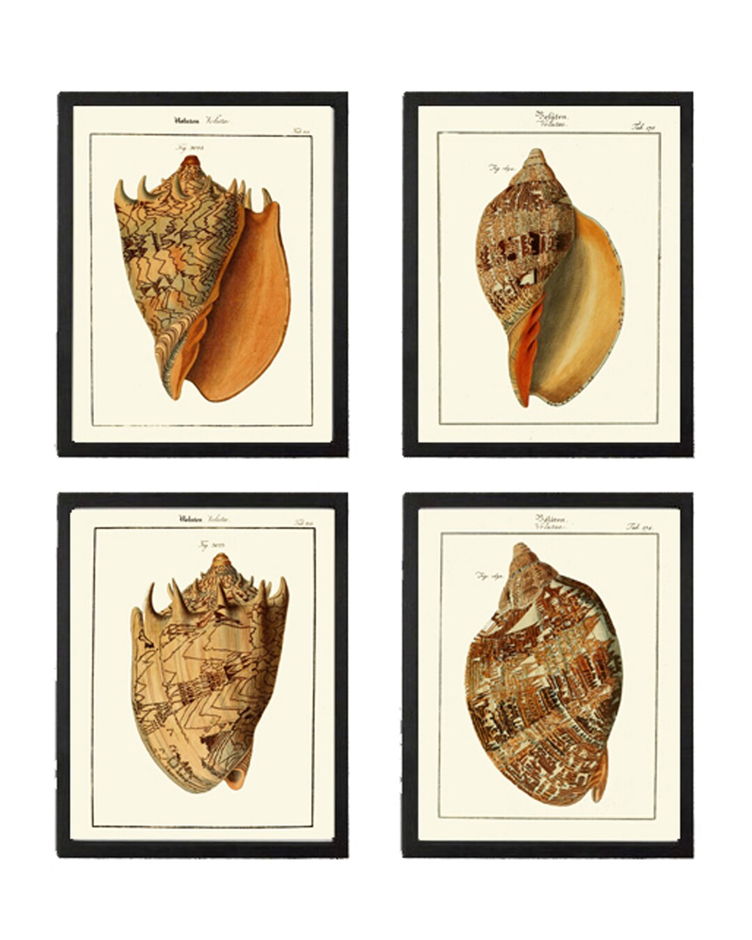 Seashells Wall Art Set of 4 Prints Beautiful Antique Vintage Sea Shell ...