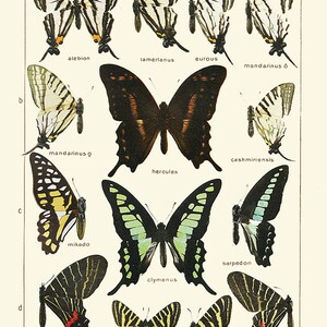 Vintage Butterfly Chart Wall Art Set of 6 Prints Beautiful Antique Blue ...