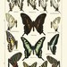 Vintage Butterfly Chart Wall Art Set of 6 Prints Beautiful Antique Blue ...