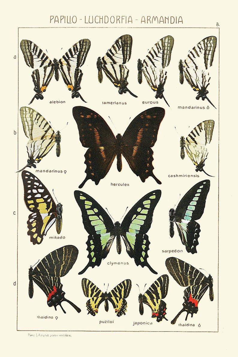 Vintage Butterfly Chart Wall Art Set of 6 Prints Beautiful Antique Blue ...