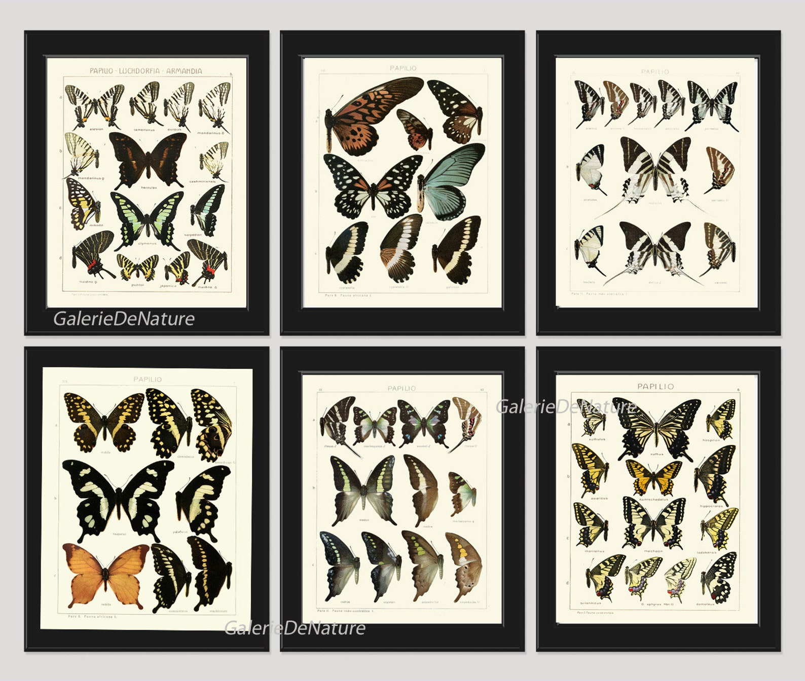 Vintage Butterfly Chart Wall Art Set of 6 Prints Beautiful Antique Blue ...