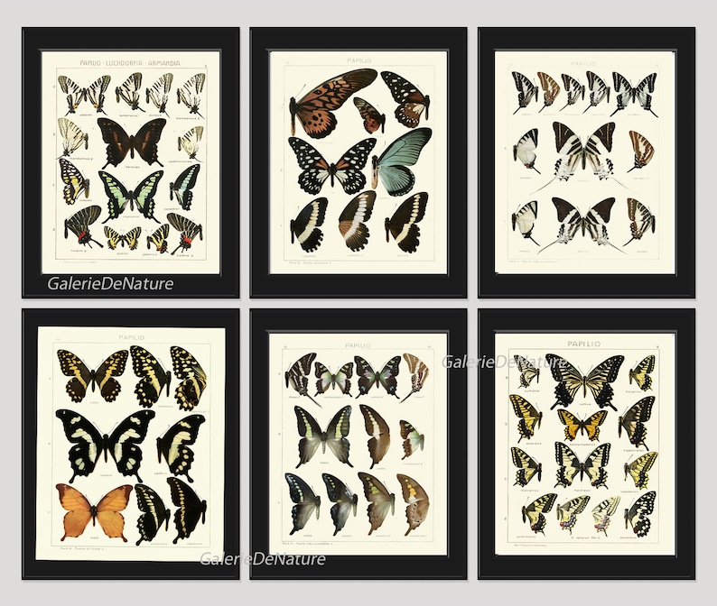 Vintage Butterfly Chart Wall Art Set of 6 Prints Beautiful Antique Blue ...