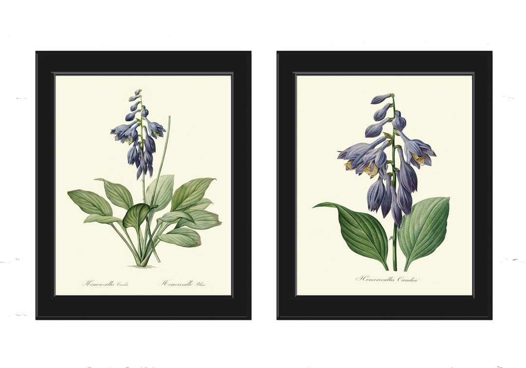 Blue Hosta Prints Wall Art Set of 2 Botanical Flowers Vintage Antique ...